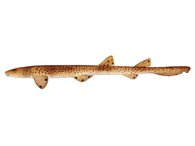 러스티 카펫샤크(Rusty carpetshark)