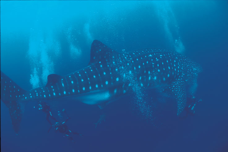 고래상어과 Family Rhincodontidae