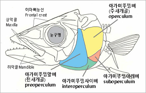 분류학 체계 이해를 위한 도움말 Understanding How Scientifically Cataloguing Fish Names