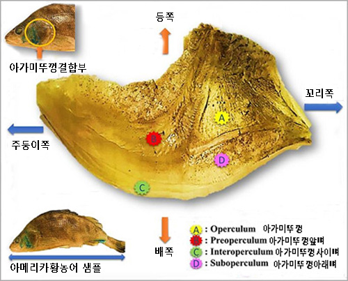 분류학 체계 이해를 위한 도움말 Understanding How Scientifically Cataloguing Fish Names