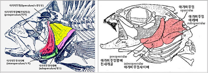 보드 - 분류학 체계 이해를 위한 도움말 Understanding How Scientifically Cataloguing ...