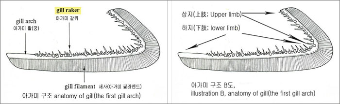 분류학 체계 이해를 위한 도움말 Understanding How Scientifically Cataloguing Fish Names