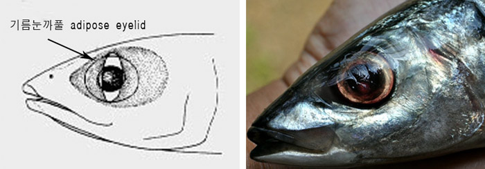 분류학 체계 이해를 위한 도움말 Understanding How Scientifically Cataloguing Fish Names