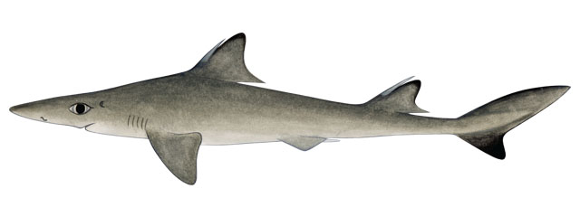 블랙테일 스퍼독