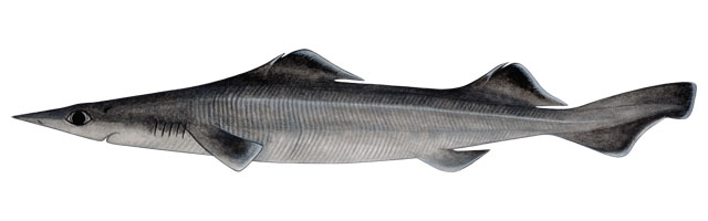 애로우헤드 독피시