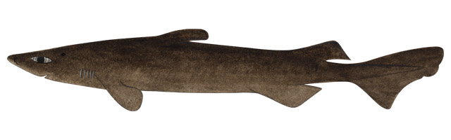 숏노즈 벨벳 독피시