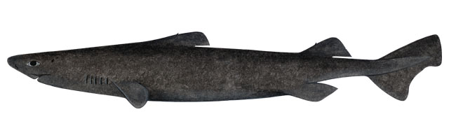 재패니스 벨벳 독피시