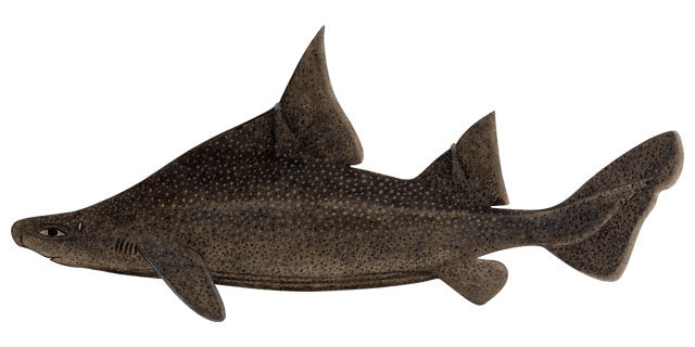 프리클리 독피시