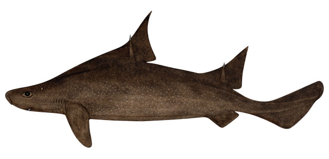 재패니스 러프샤크