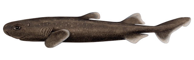 테일라이트 샤크