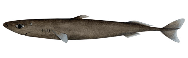 스파인드 피그미 샤크