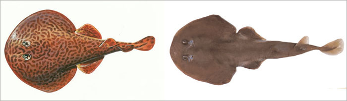 시끈전기가오리과