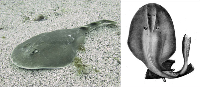 시끈전기가오리과