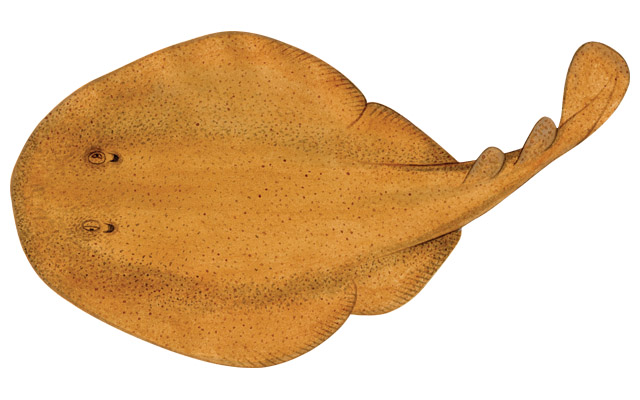 나탈 일렉트릭 래이