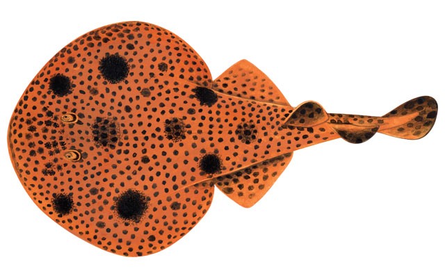 블랙스팟트 넘피시