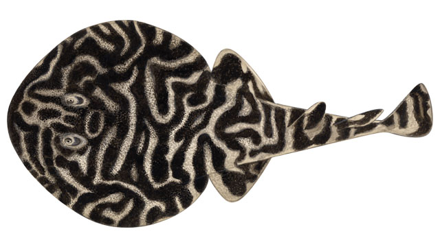 버미큘레이트 일렉트릭 레이