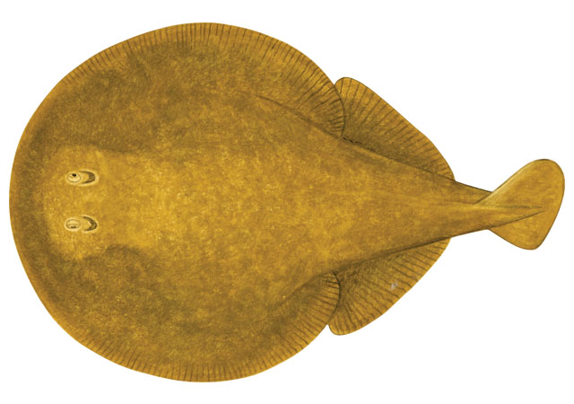 핀레스 슬리퍼 래이