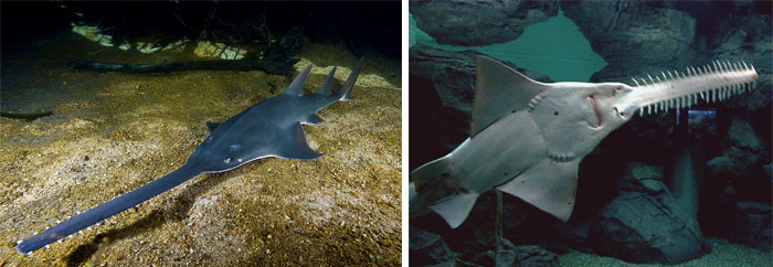 톱가오리과(임시명)