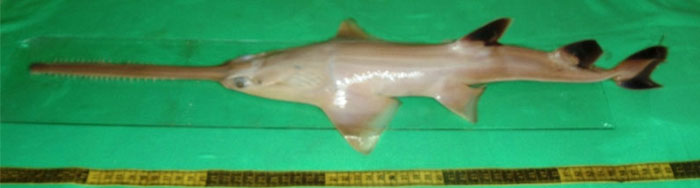좁은부리 톱가오리(Narrow sawfish)