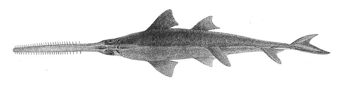좁은부리 톱가오리(Narrow sawfish)