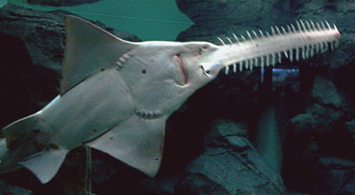 라지투스 쏘우피시