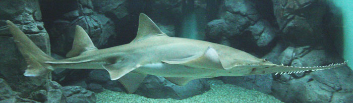 라지투스 쏘우피시