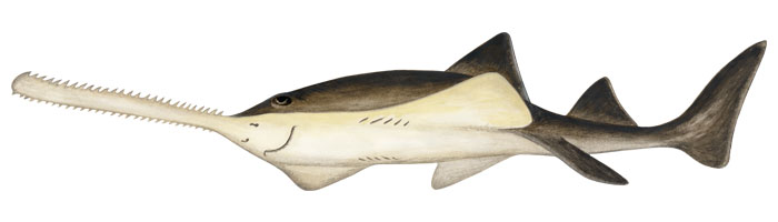 작은이빨 톱가오리(Smalltooth sawfish).