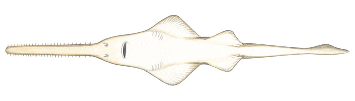 작은이빨 톱가오리(Smalltooth sawfish).