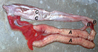 Male_reproductive_organs400.jpg