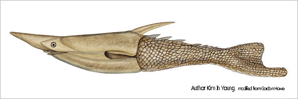 척색동물문의 진화 경로 계통수도
