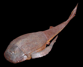 척색동물문의 진화 경로 계통수도