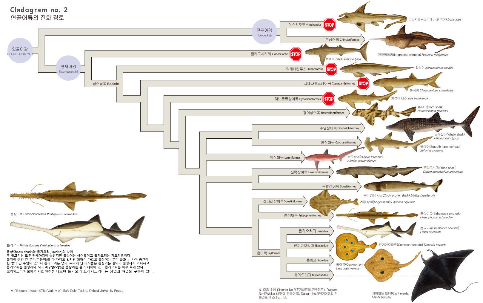 연골어강의 진화 경로 계통수도