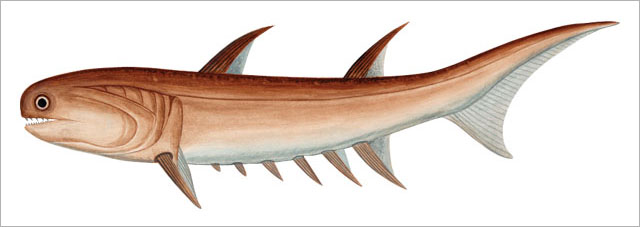 연골어강의 진화 경로 계통수도