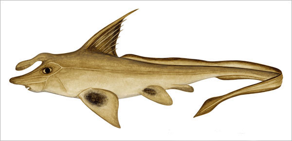 연골어강의 진화 경로 계통수도