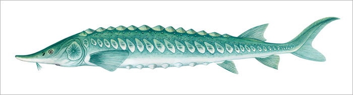 조기강의 진화 경로 계통수도