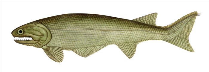 조기강의 진화 경로 계통수도