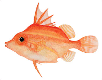 신진골아부의 진화 경로 계통수도