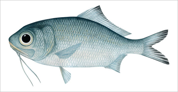 신진골아부의 진화 경로 계통수도