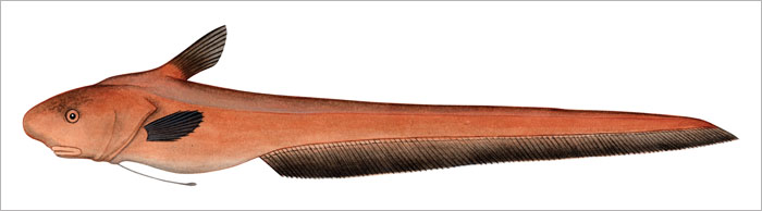 신진골아부의 진화 경로 계통수도