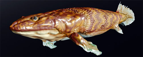 육기강의 진화 경로 계통수도