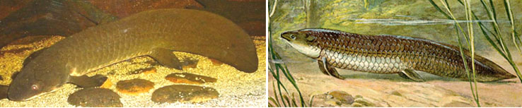 어류에서 사지동물로의 진화 : 네이버 블로그