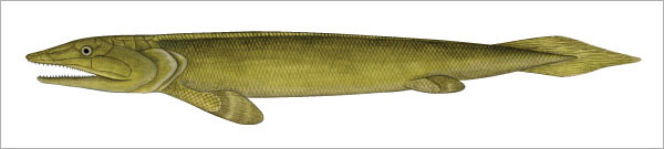 어류에서 사지동물로의 진화 : 네이버 블로그