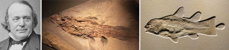 육기강의 진화 경로 계통수도