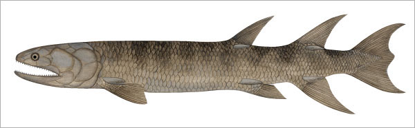 어류에서 사지동물로의 진화 : 네이버 블로그