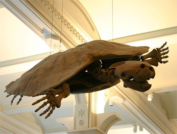 제2부(Part 2) 거북이란 동물의 기초적 이해. Common Knowledge about the Turtle Animals