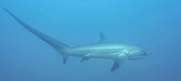 환도상어과 Family Alopiidae(Thresher sharks)