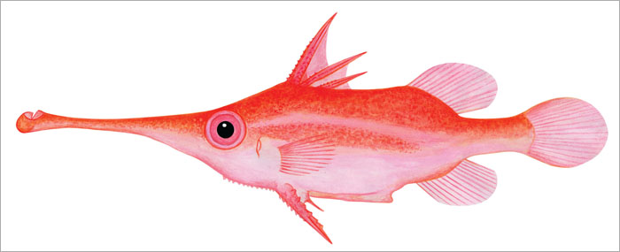 나팔쥐치(Trumpetsnout)-Macrorhamphosodes uradoi(Kamohara)