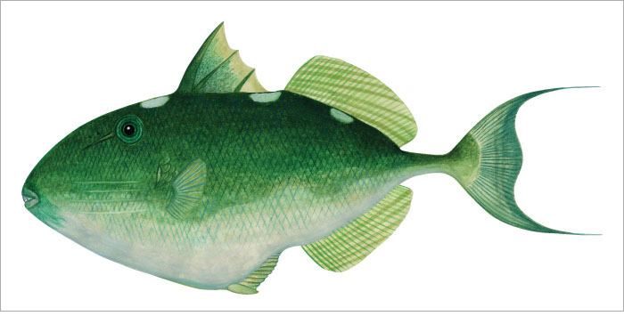 가는꼬리쥐치(Starry triggerfish) Abalistes stellaris (Bloch & Schneider, 1801 ...