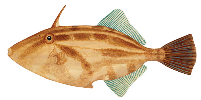 말쥐치 (Black scraper). Thamnaconus modestus (Günther, 1877).