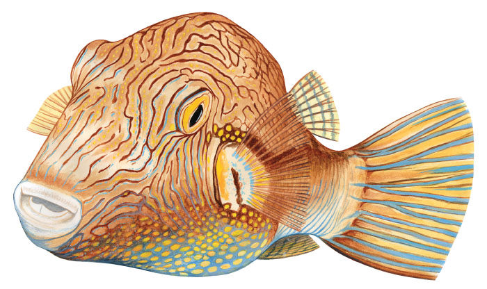 청복( Brown-lined puffer). Canthigaster rivulata (Temminck & Schlegel, 1850).